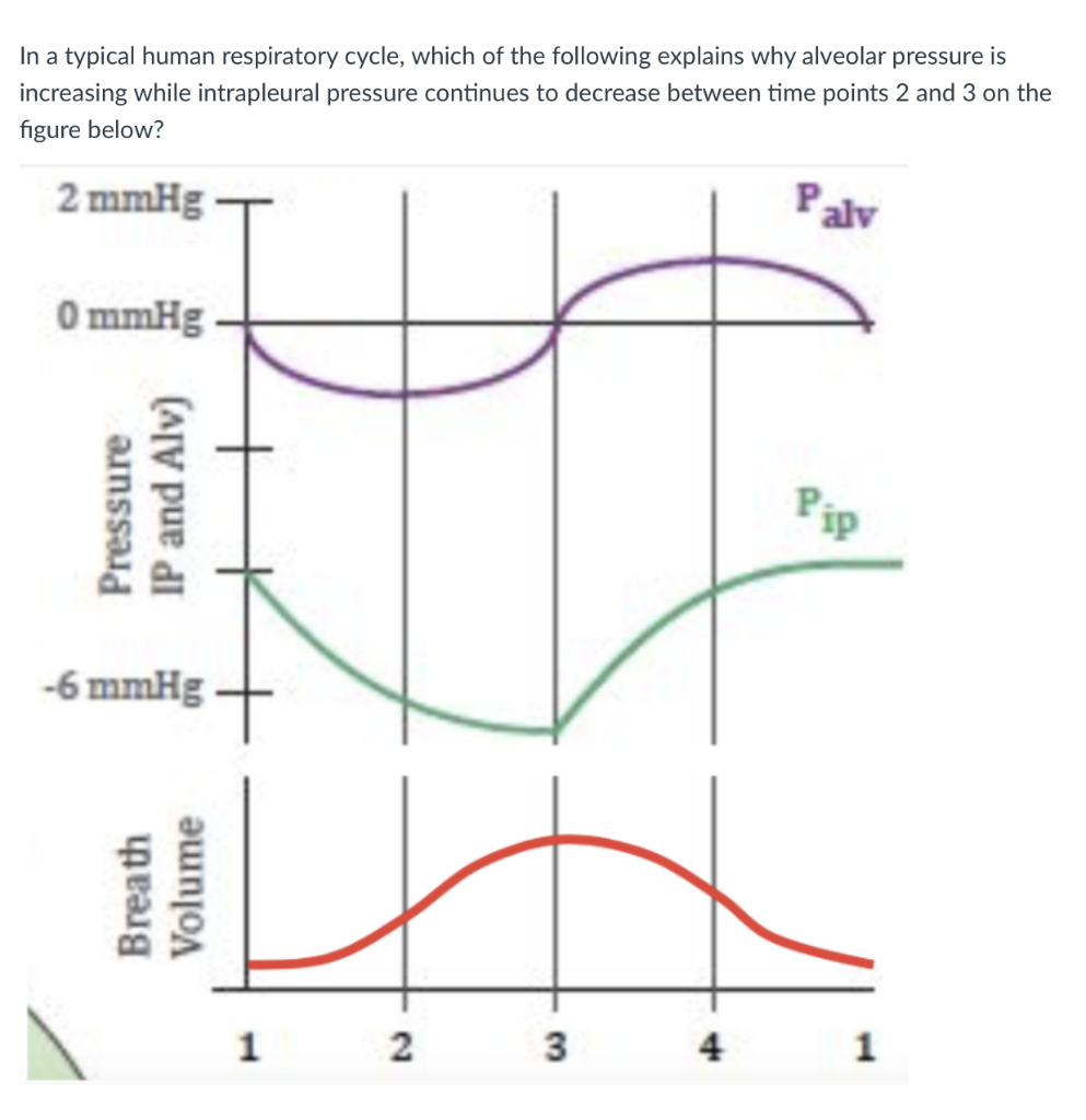 Solved In a typical human respiratory cycle, which of the | Chegg.com