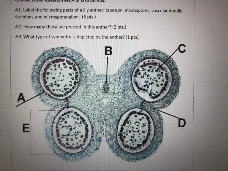 Lily Anther Cross Section Labeled