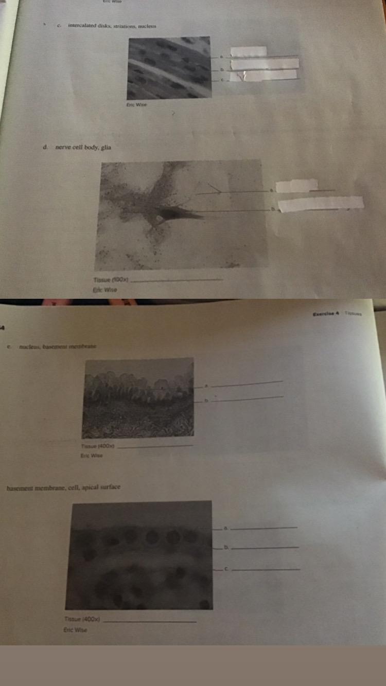 Solved Label the following photomicrographs by tissue type | Chegg.com