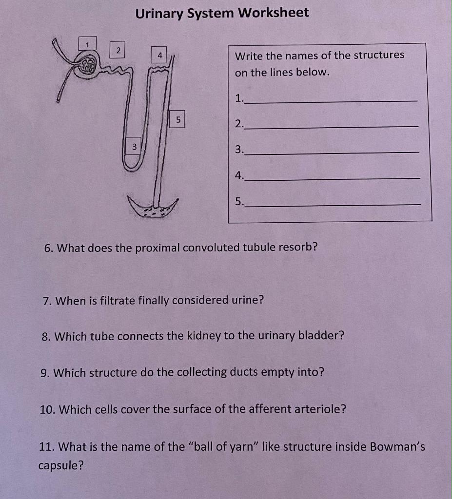 Solved Urinary System Worksheet 2 4 Write the names of the | Chegg.com