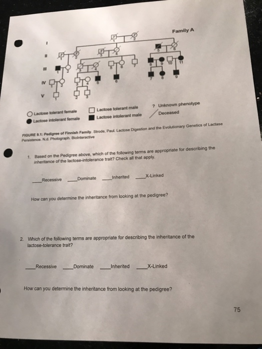 Family A Lactose tolerant male Lactose intolerant | Chegg.com