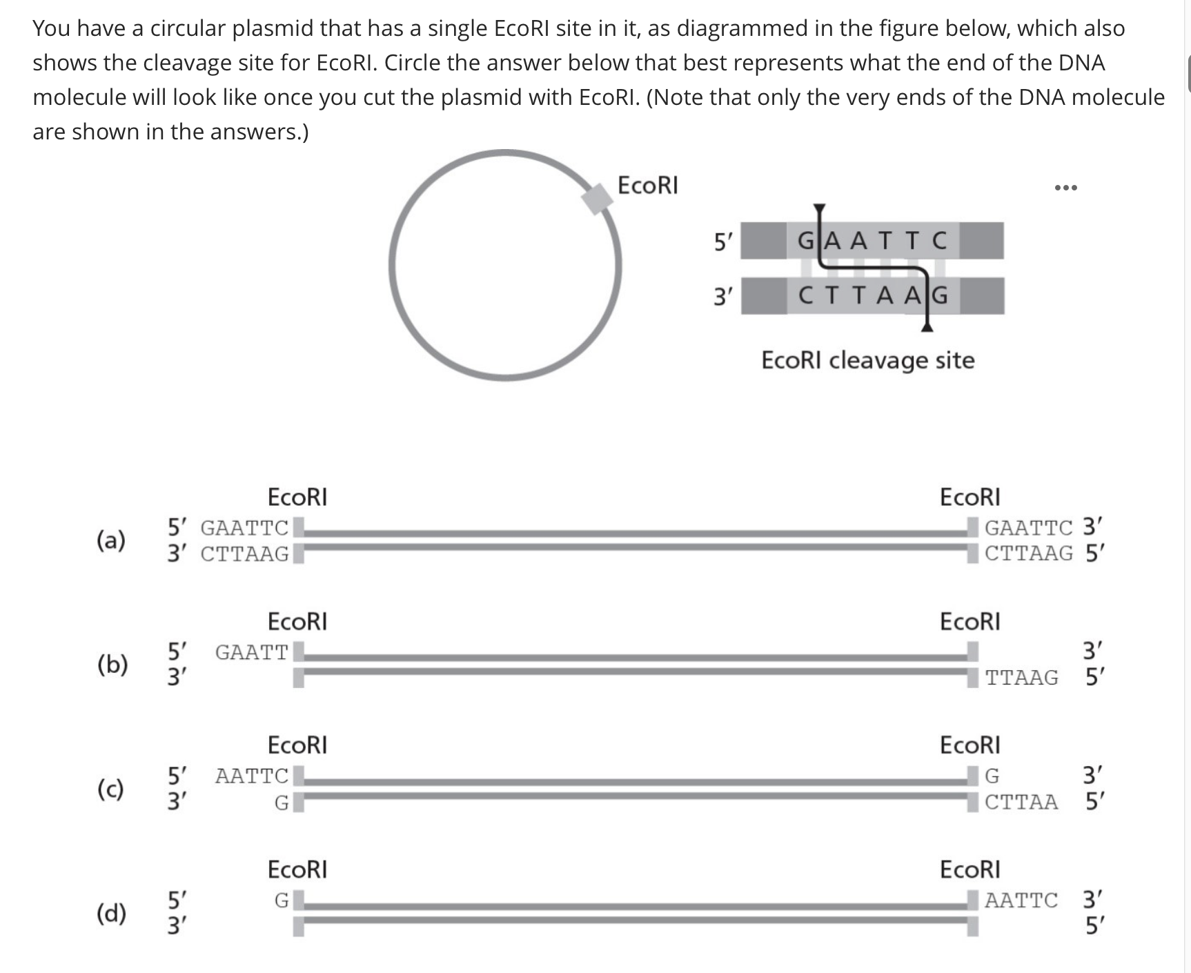 Solved You have a circular plasmid that has a single EcoRI | Chegg.com