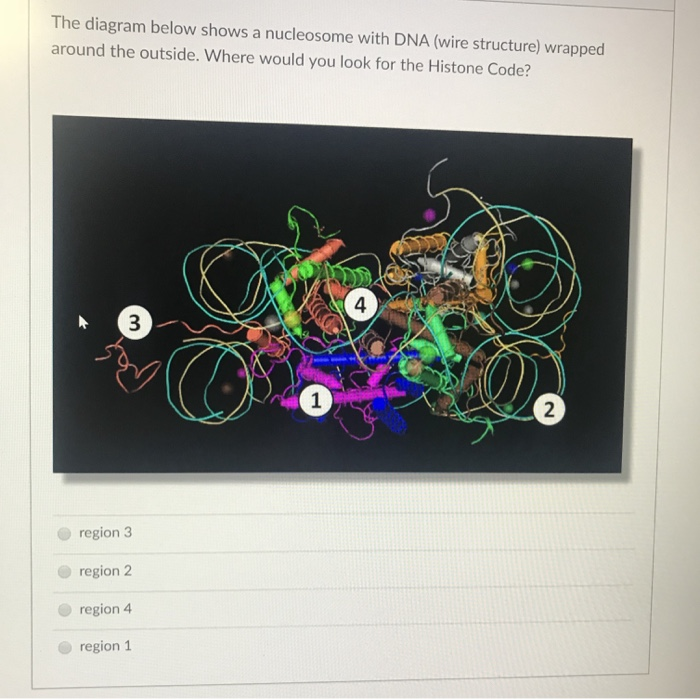 Solved The diagram below shows a nucleosome with DNA (wire | Chegg.com