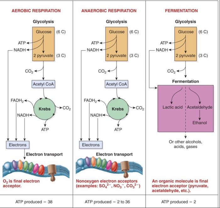 Anaerobic And Aerobic Respiration Venn Diagram Aerobics