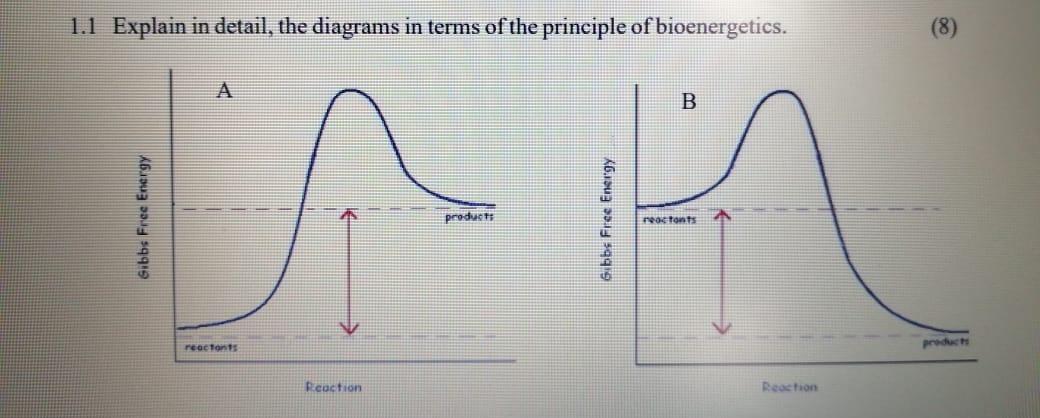 Solved .1 Explain in detail, the diagrams in terms of the | Chegg.com