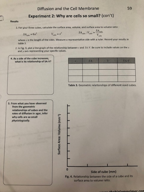 Solved 58 Diffusion and the Cell Membrane Experiment 2: Why | Chegg.com