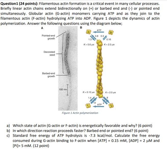 Solved Question1 (24 points): Filamentous actin formation is | Chegg.com