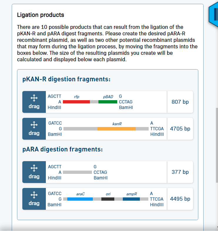 Ligation products There are 10 possible products that | Chegg.com