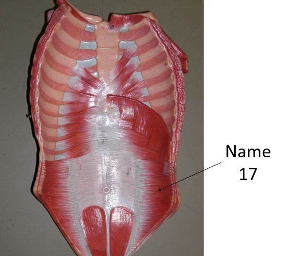 Solved Name this muscle 13 Name this muscle 14 ISH YO ORE | Chegg.com