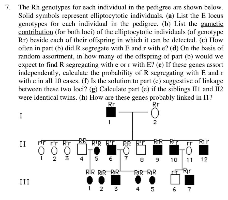 Solved 7. The Rh genotypes for each individual in the | Chegg.com
