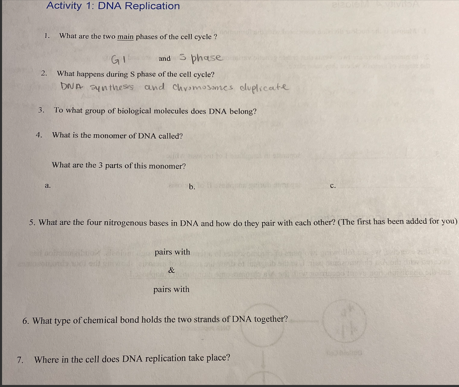 Solved Activity 1: DNA Replication 20 1. What are the two | Chegg.com