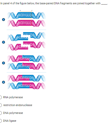 Solved RNA polymerase DNA polymerase DNA ligase | Chegg.com