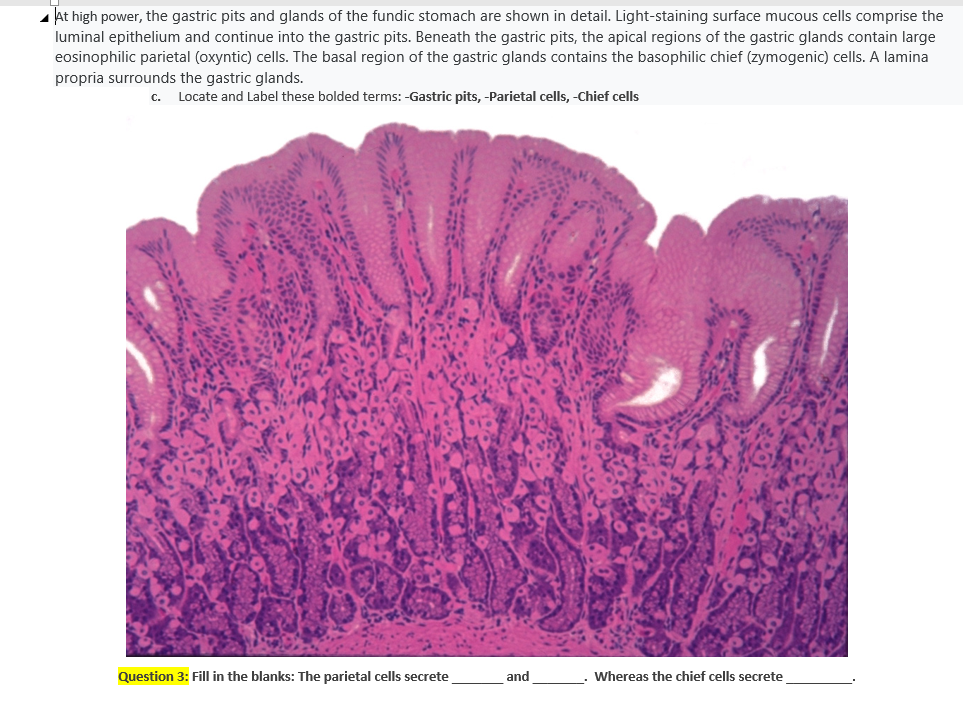 Stomach Histology Parietal Cells