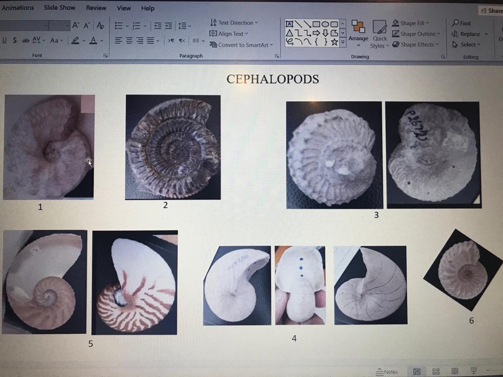 Solved Animations Slide Show Review View Help 3 Share A A A | Chegg.com