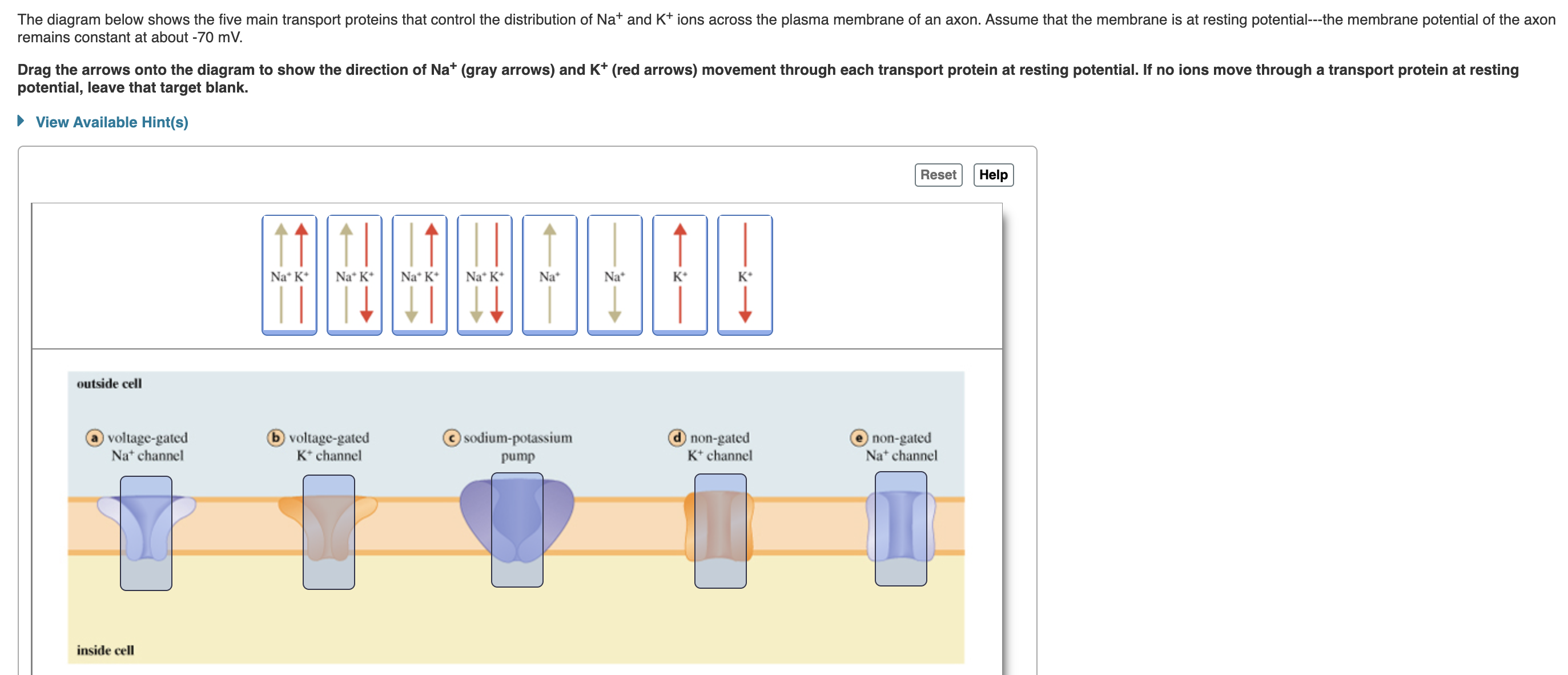 Solved remains constant at about -70mV. ﻿potential, leave | Chegg.com