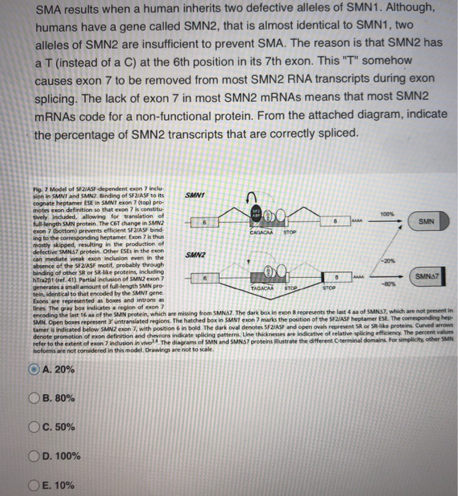 Solved SMA results when a human inherits two defective | Chegg.com