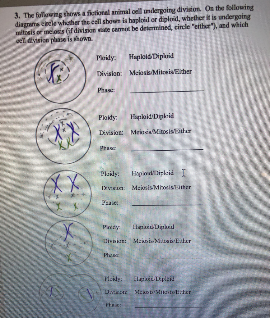 Solved 3. The following shows a fictional animal cell | Chegg.com