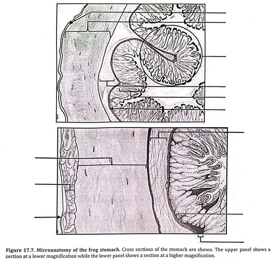 Solved Label the parts of the stomach of a frog using the | Chegg.com