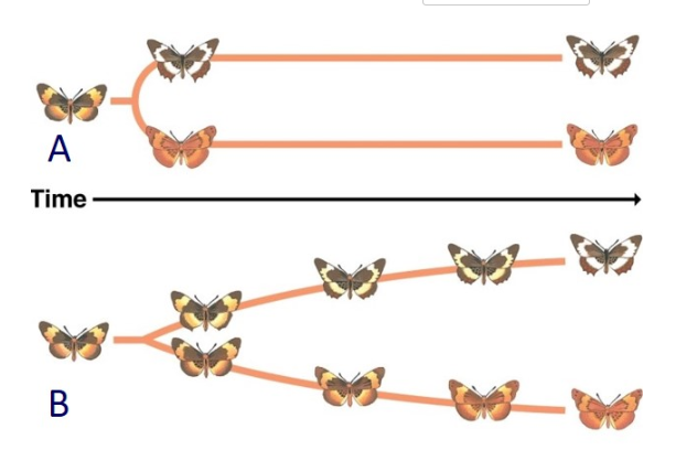 Solved Using the figure below, which model of evolution is | Chegg.com
