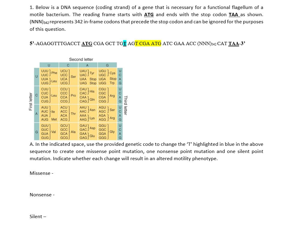 Solved GAGGlu GGG 1. Below is a DNA sequence (coding strand) | Chegg.com