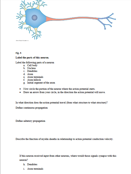 Solved Fig. 5 Label the parts of this neuron. Label the | Chegg.com