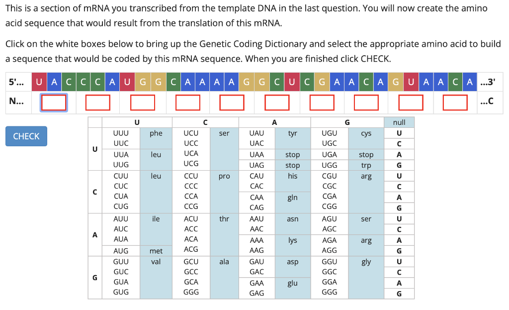 Solved This is a section of mRNA you transcribed from the | Chegg.com