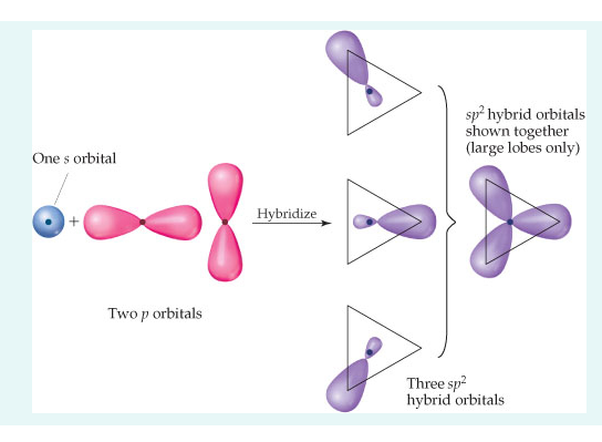 Solved How many atomic orbitals contribute to form the | Chegg.com