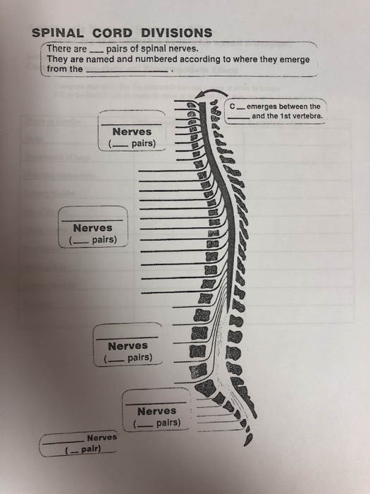 Solved SPINAL CORD DIVISIONS There arepairs of spinal | Chegg.com
