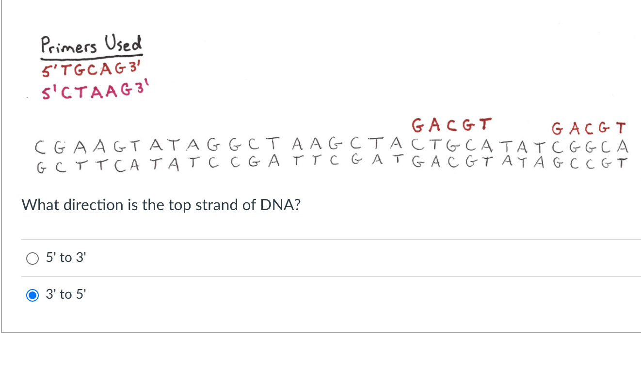 Solved What direction is the top strand of DNA?5' ﻿to 3'3' | Chegg.com