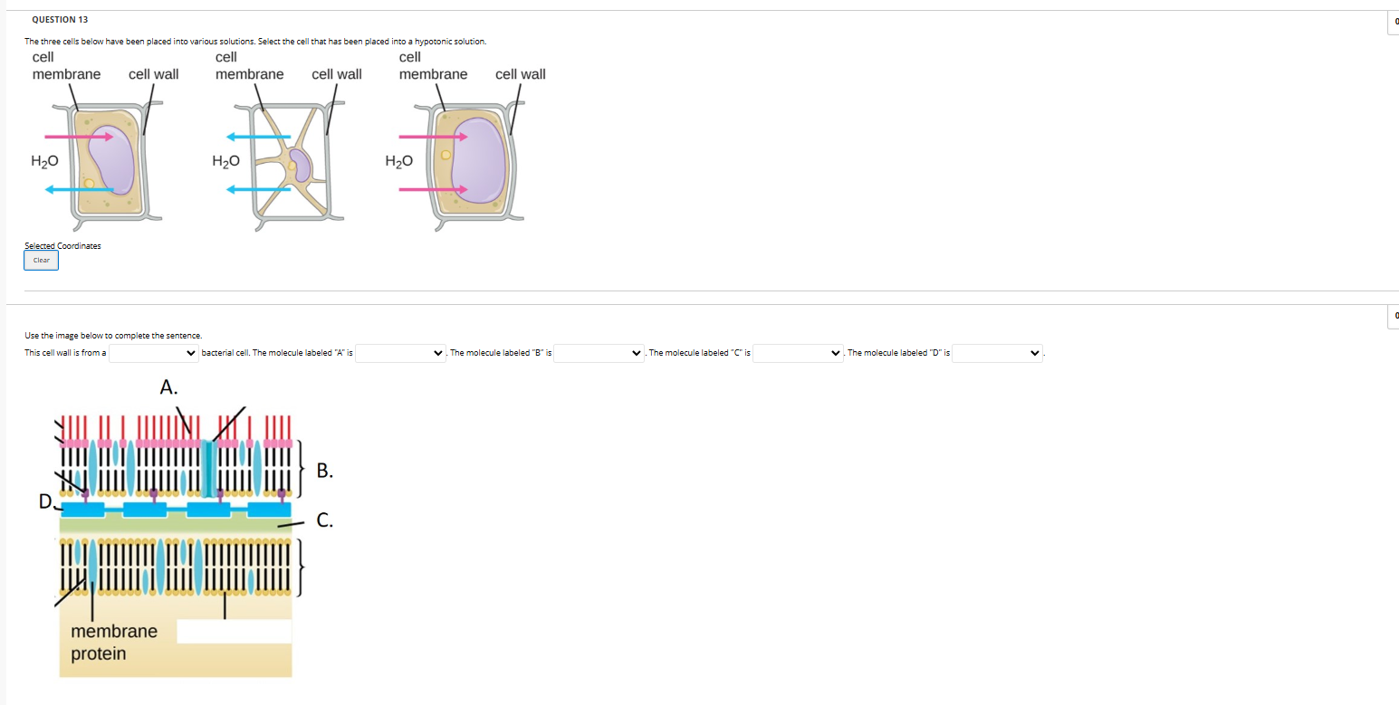 Solved QUESTION 13The three cells below have been placed | Chegg.com