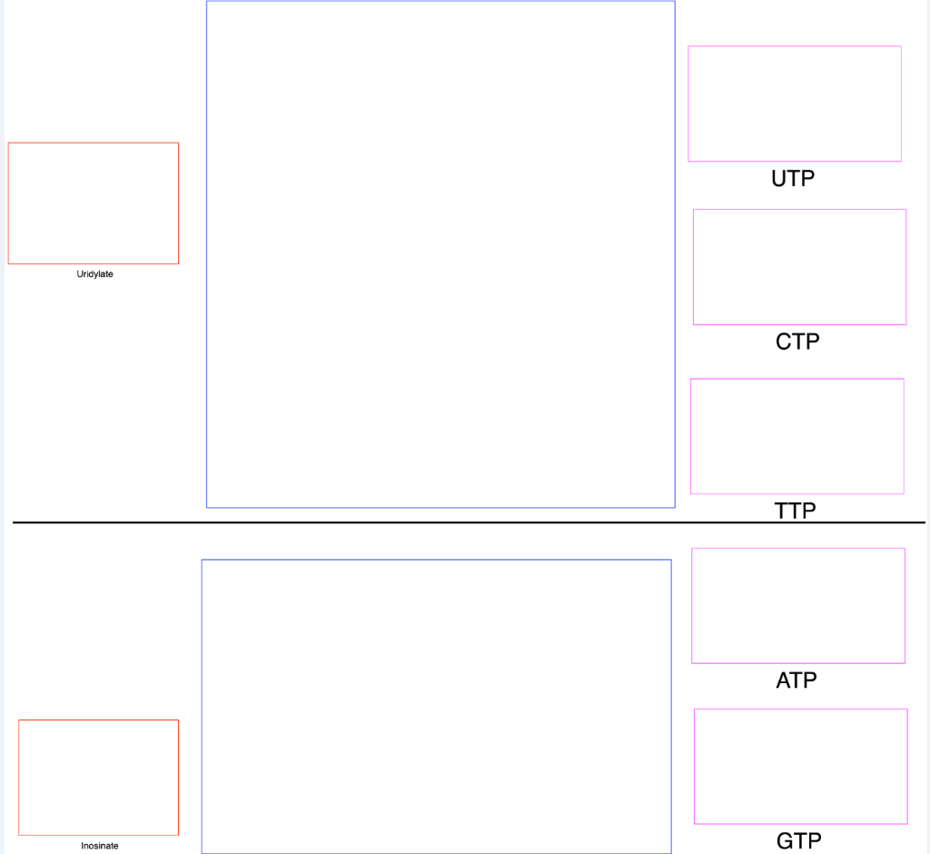 Solved Diagram the process for transforming uridylate into | Chegg.com