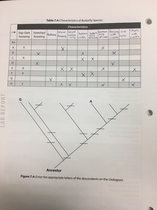 Solved Enter the appropriate letters of the descendants on | Chegg.com