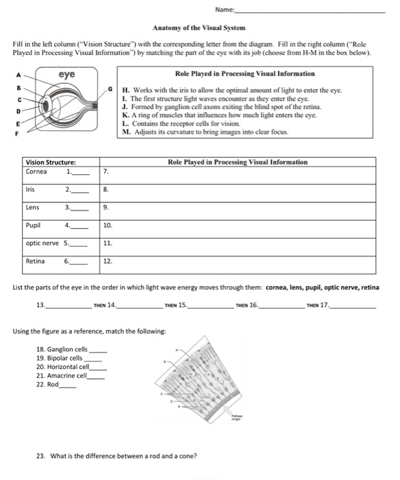 Solved Anatomy of the Visual System Fill in the left column | Chegg.com