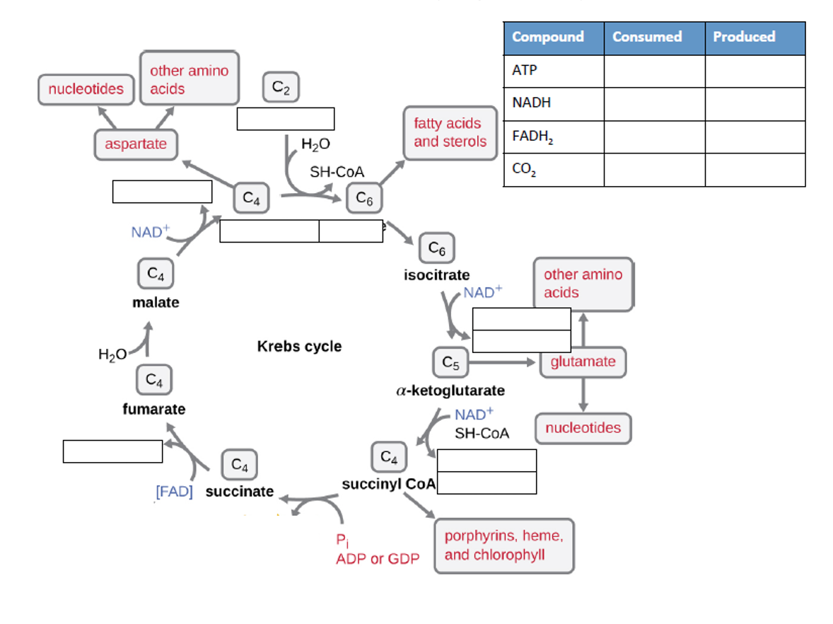 Solved other amino nucleotides acids aspartate NAD+ C4 | Chegg.com