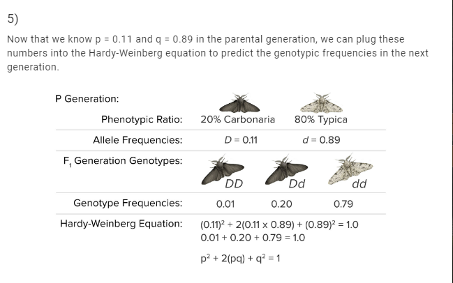 Solved Environment: Clean Forest Phenotype Frequency Allele | Chegg.com