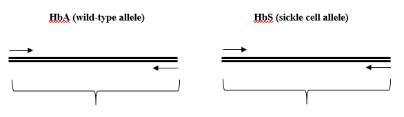 Solved 1. On the maps of the PCR products below, mark | Chegg.com