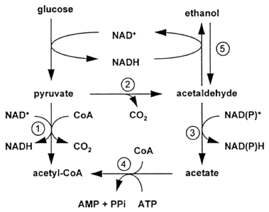 Solved Ethanol is metabolized by oxidation to acetaldehyde | Chegg.com