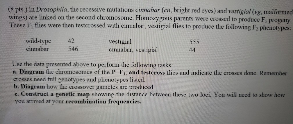 Solved (8 pts.) In Drosophila, the recessive mutations | Chegg.com