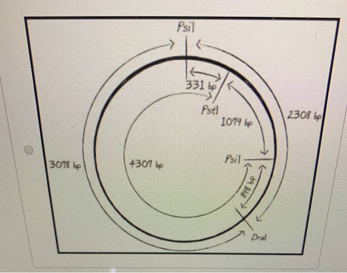 Solved The bacteriophage px 174 has a single-stranded DNA | Chegg.com