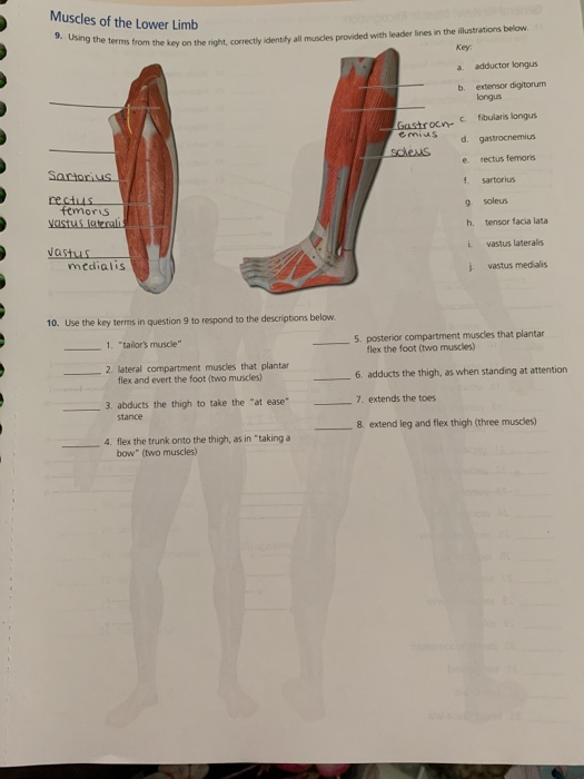 Solved Muscles of the Lower Limb 9. Using the ms from the | Chegg.com