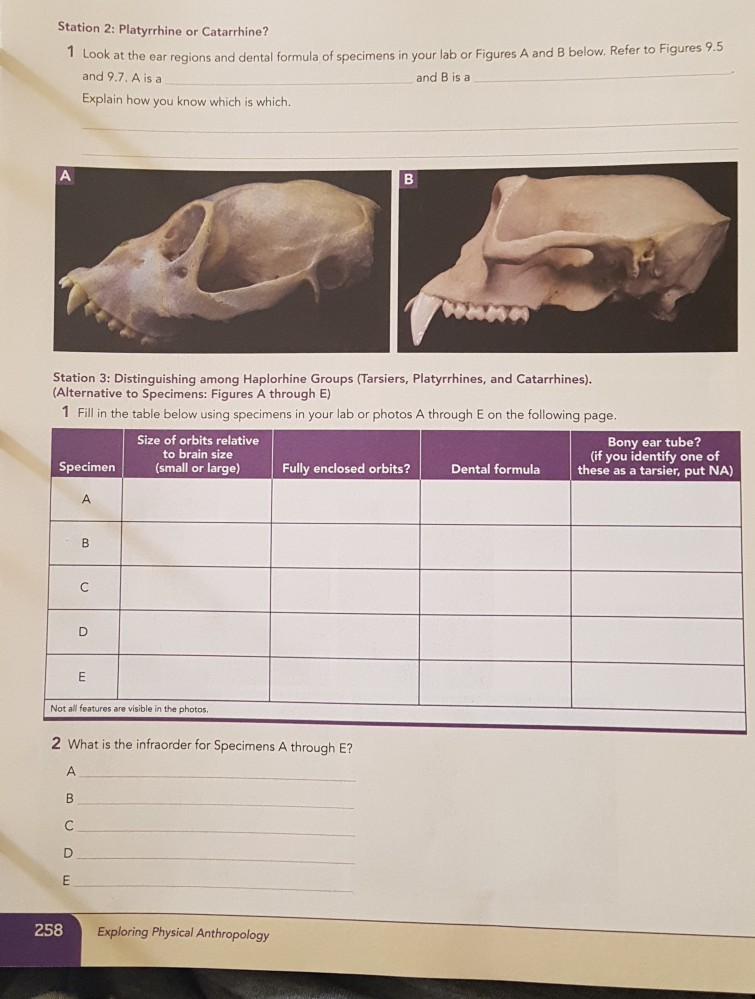 LAB EXERCISE Name .) 9.2 Primate Classification | Chegg.com
