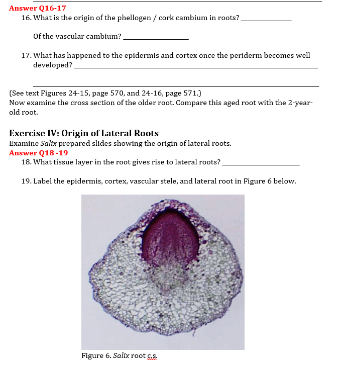 Solved Answer Q7-8 7. Label the root apical meristem, the | Chegg.com