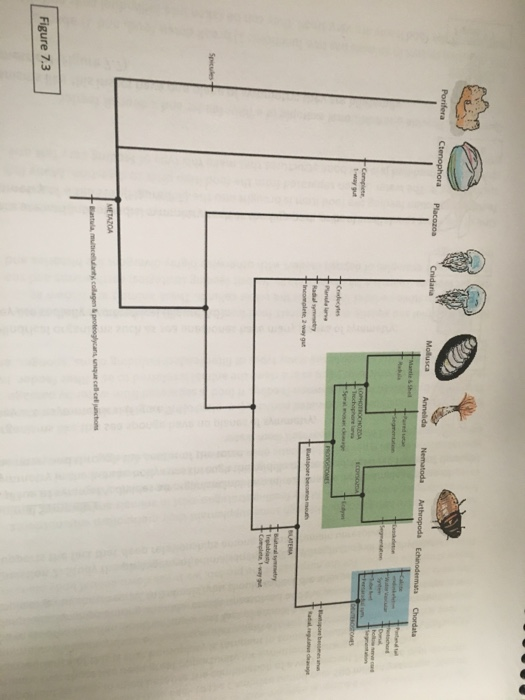 Solved Where are humans on this phylogeny? What are the | Chegg.com