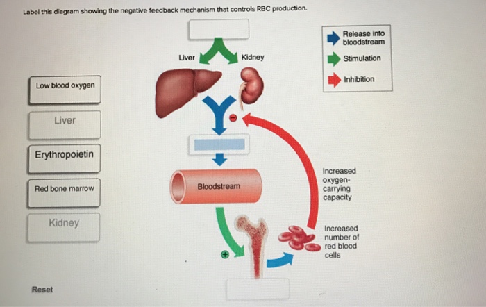 Solved Label this diagram showing the negative feedback | Chegg.com