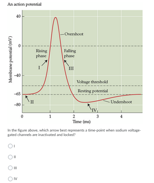 Solved An action potential 40 - Overshoot Rising phase | Chegg.com