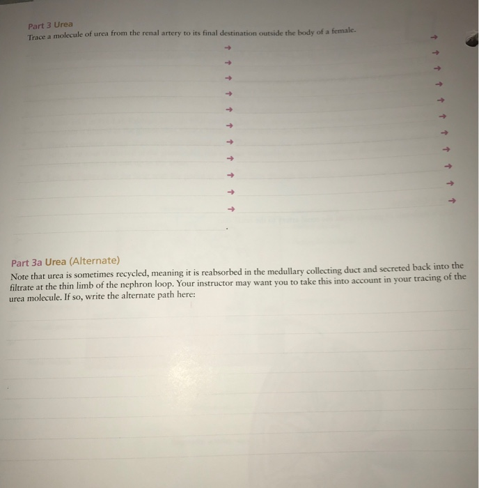 Solved Part 3 Urea Trace a molecule of urea from the renal | Chegg.com