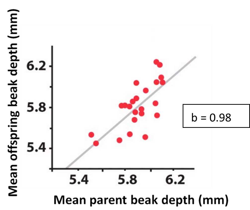 Solved You measure beak depth in a population of House | Chegg.com