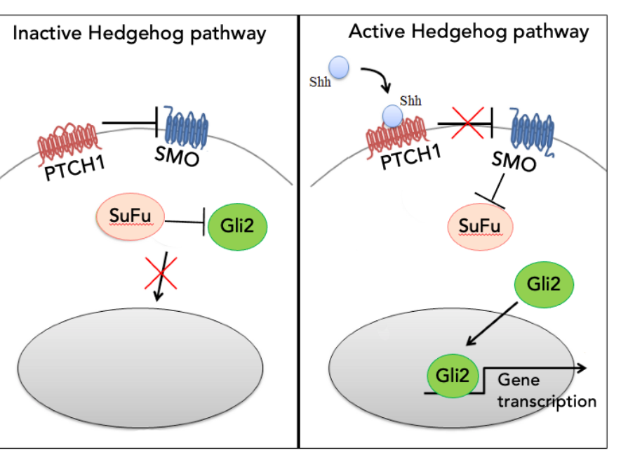 Solved The SMO inhibitor vismodegib was effective to | Chegg.com