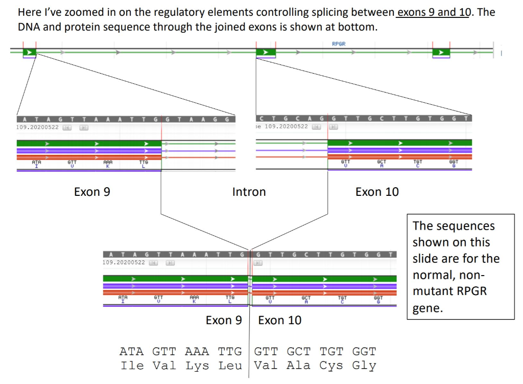 Solved Here I've zoomed in on the regulatory elements | Chegg.com