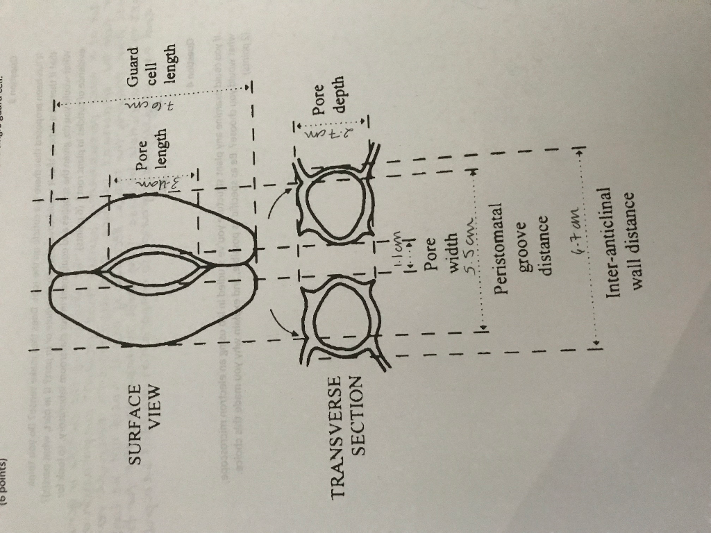 Solved Use this diagram to estimate the volume of a single | Chegg.com